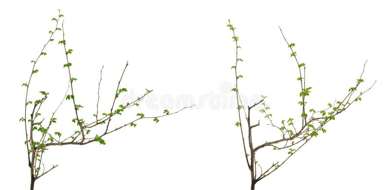 Two Tree Branches with Many Young Leaves on White Background Stock ...