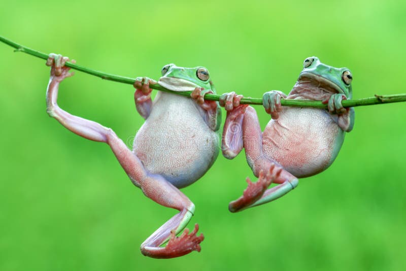 Two tree frog stock photo. Image of jakarta, animal - 105333360