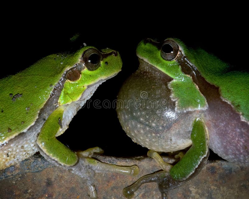 Two Tree Frogs Look at Each Other on a Black Background Stock Image ...