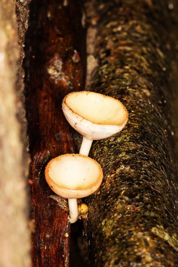 Two tree fungus stock image. Image of macro, boletus - 36254209