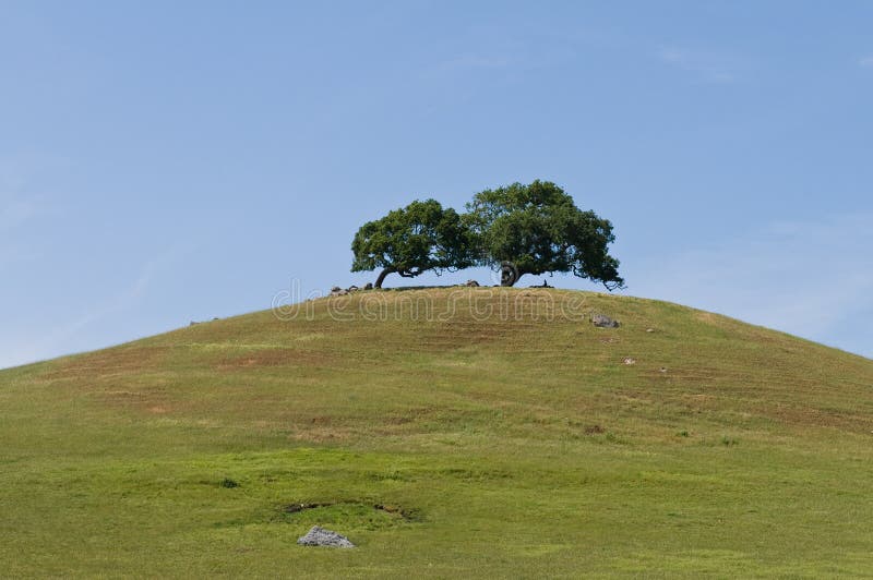 Two tree hill stock photo. Image of hill, california, novato - 9332492