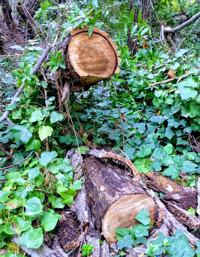 Two Tree Logs Amongst Foliage Stock Photo - Image of scattering, logs ...