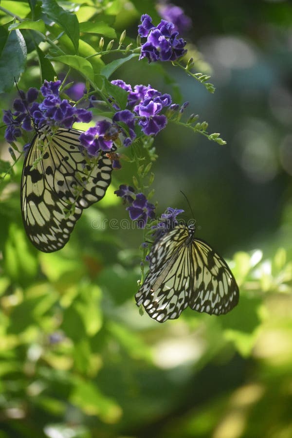 Purple Flowers with a Pair of Tree Nymph Butterflies Stock Photo ...