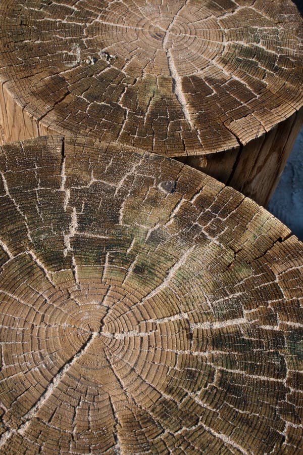 Two Tree Rings stock photo. Image of vertical, rings - 22136396