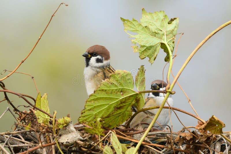 Two Tree Sparrows Sitting on a Hedge of Climbing Vine Stock Image ...