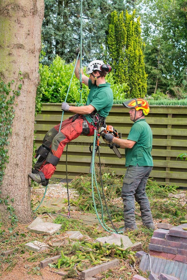 Two Arborists Work Together at Tree in Garden Stock Photo - Image of ...