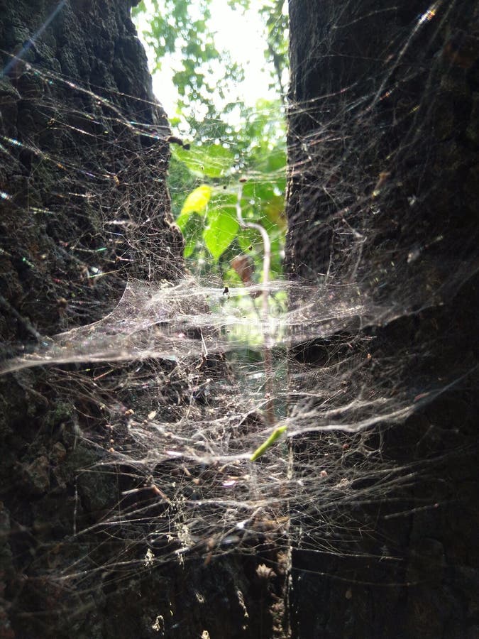 Two tree and spider net stock image. Image of nice, tree - 168637879