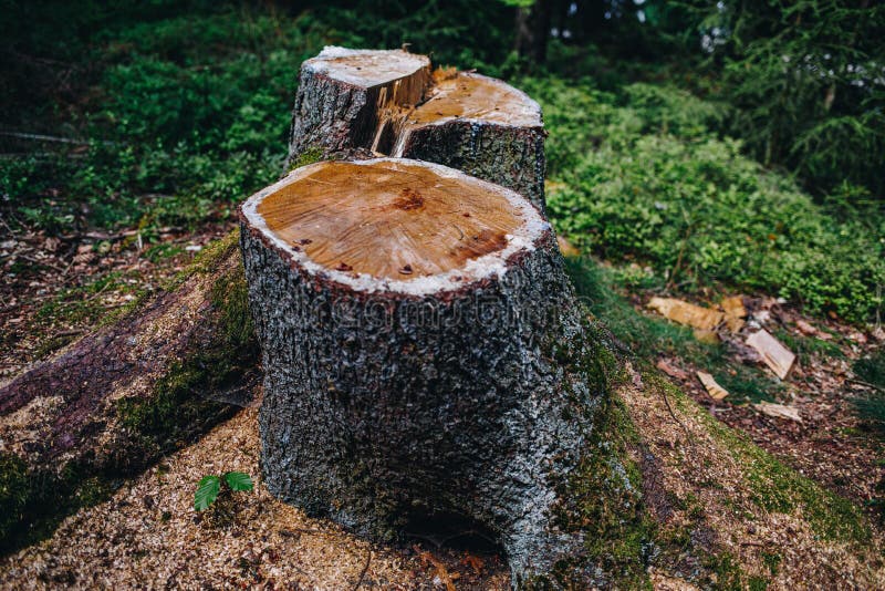 Two Tree Stumps in the Forest Stock Image - Image of travel, wooden ...