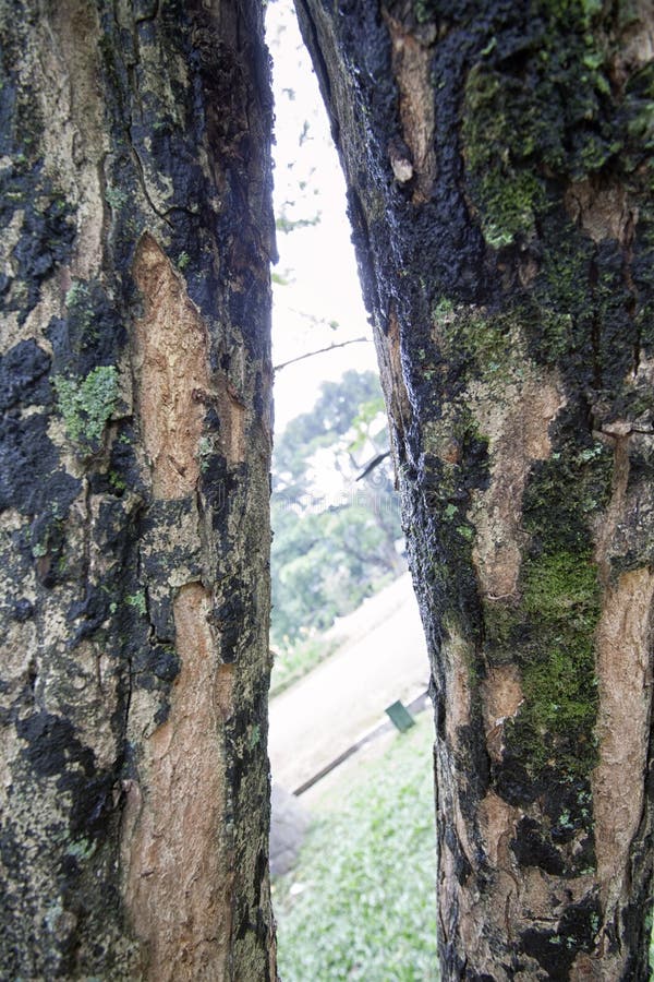 Between two tree trunk stock image. Image of hole, beautiful - 63657295