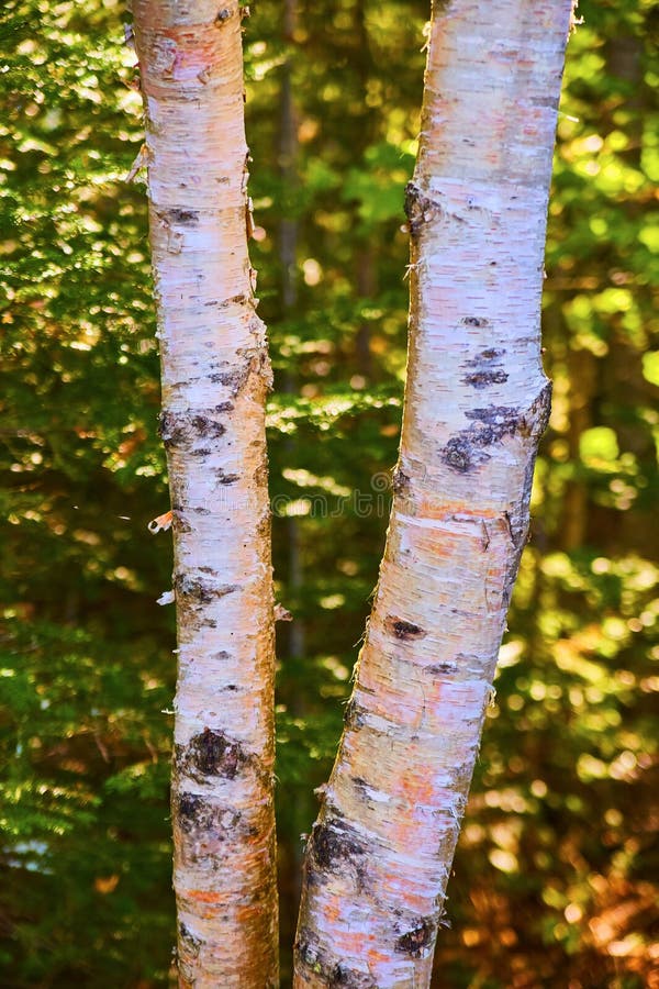 Two Tree Trunks of Birch or Aspen Trees Surrounded by Green Forest Wall ...