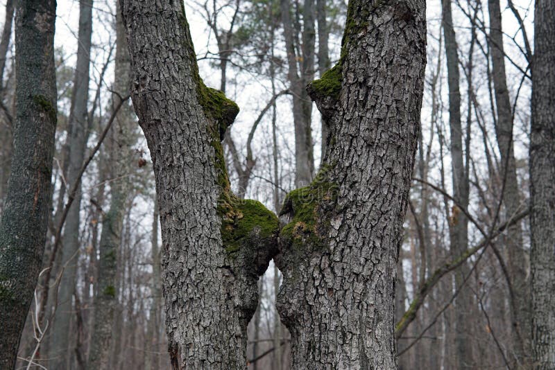 Two Tree Trunks Curved Towards Each Other Stock Image - Image of beech ...