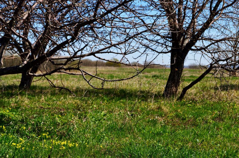 Two Tree Trunks on the Field in Spring Stock Photo - Image of grassland ...