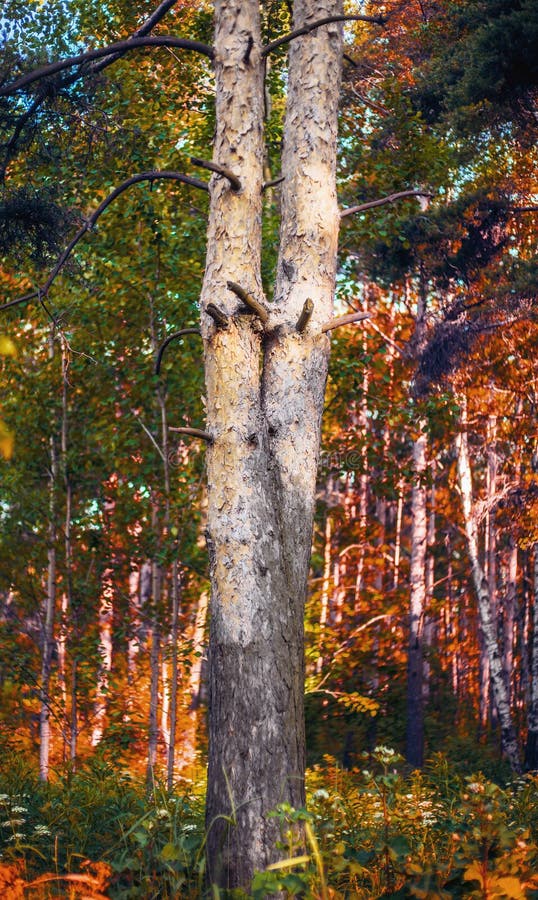 Two Tree Trunks in the Forest Grow from One Root, Intertwine at the ...