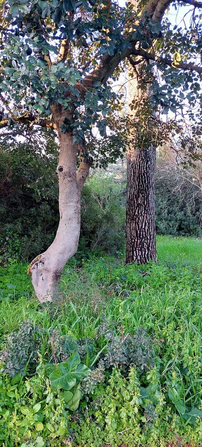 Two Tree Trunks and Green Grass Stock Photo - Image of grass, trunks ...