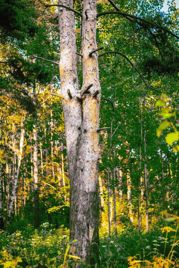 Symbolic Bifurcation Stock Photos - Free & Royalty-Free Stock Photos ...