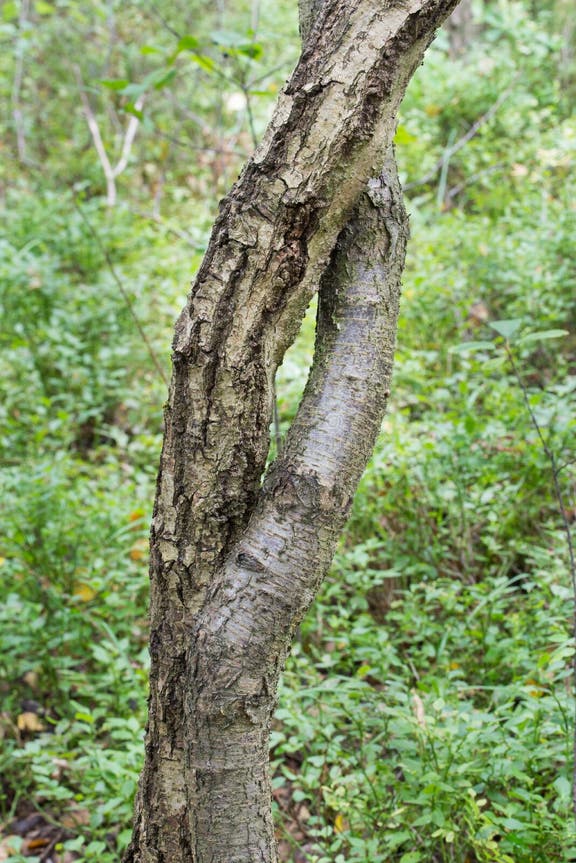 Two Tree Trunks Grown Together Closeup Stock Photo - Image of natural ...