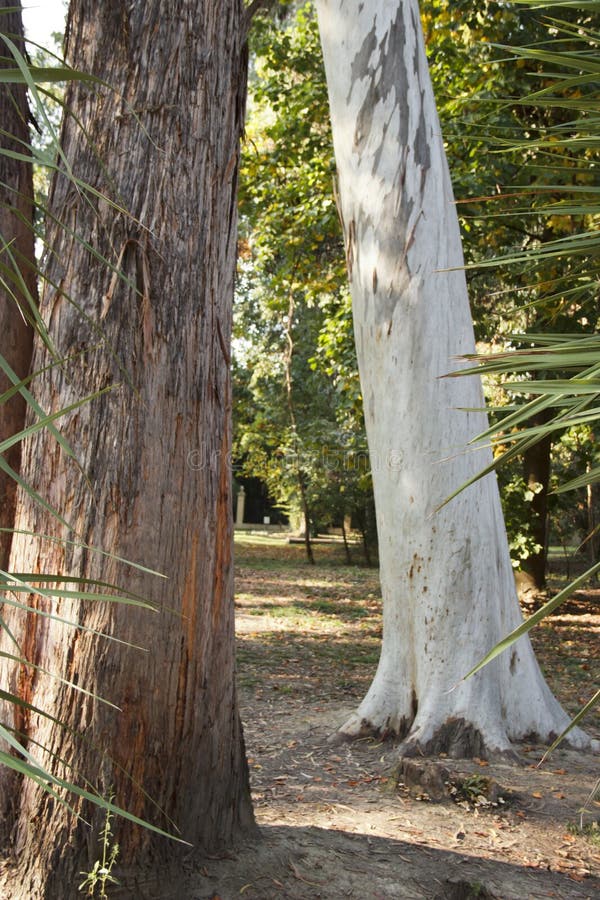 Two Tree Trunks, Light and Dark in Forest Park Stock Photo - Image of ...