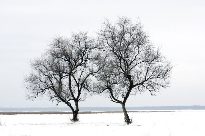 Winter Tree Near Frozen Lake Stock Photo - Image of nice, star: 9814084