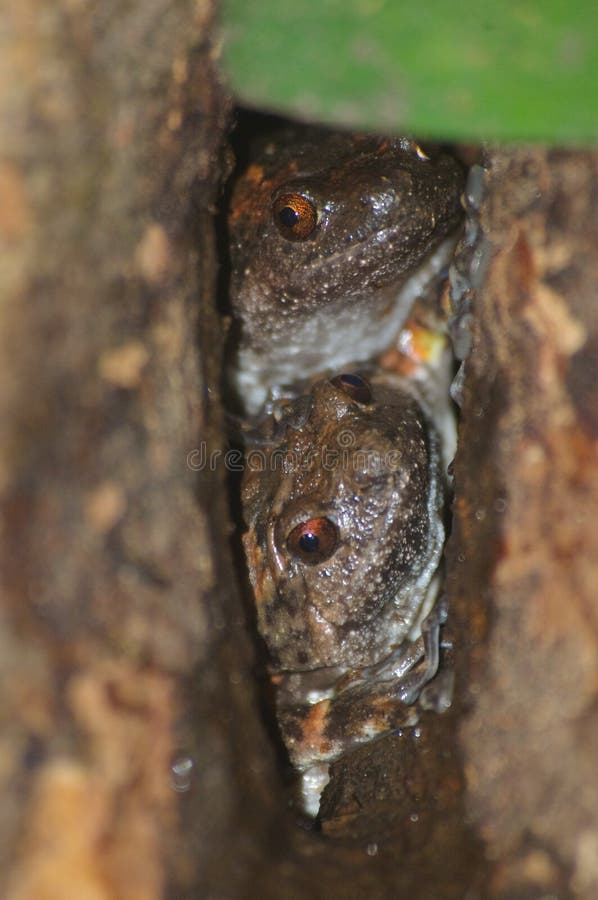 Treefrogs stock photo. Image of forrest, tropical, carulea - 43548524