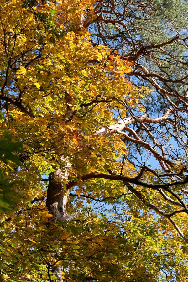 Two trees in autumn stock image. Image of maple, evergreen - 187128297