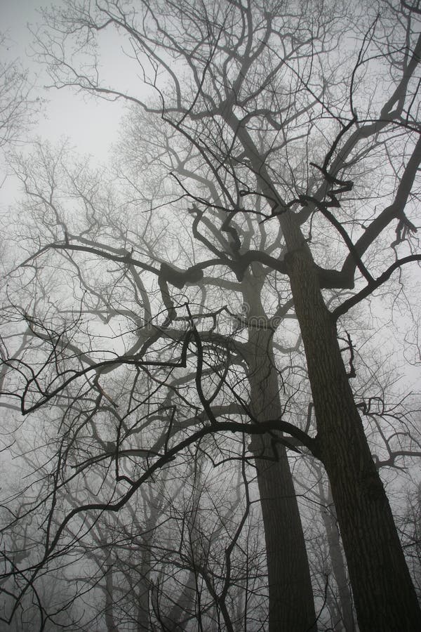 Two trees stock photo. Image of vegetation, parks, lawn - 1017490