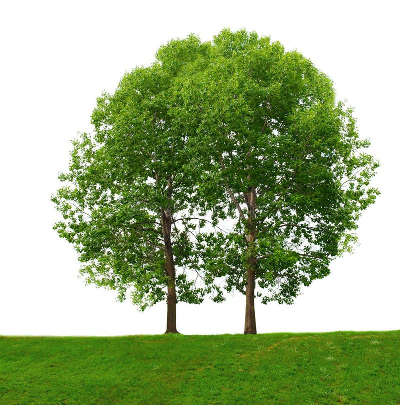 Two Trees stock photo. Image of isolated, botanical, space - 10517110