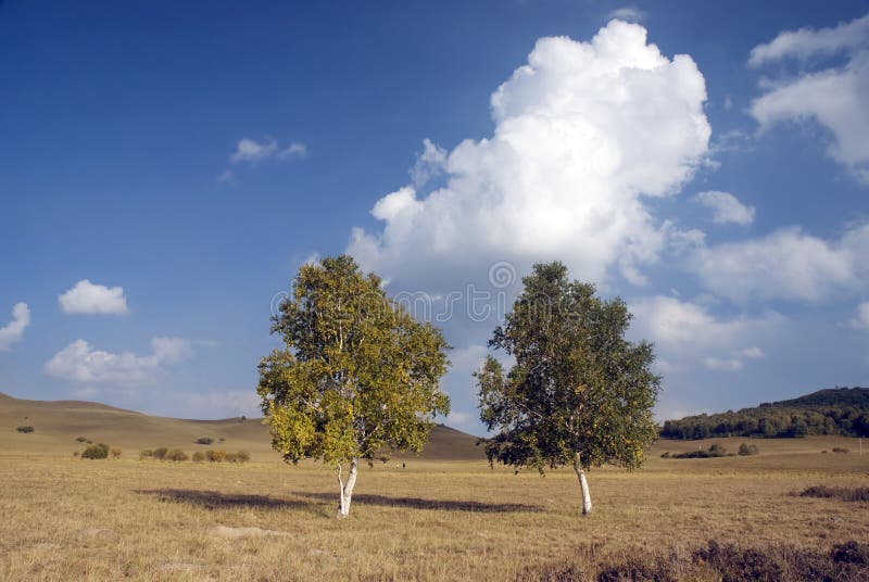 Two trees stock image. Image of remote, ranch, dead, urban - 11746789