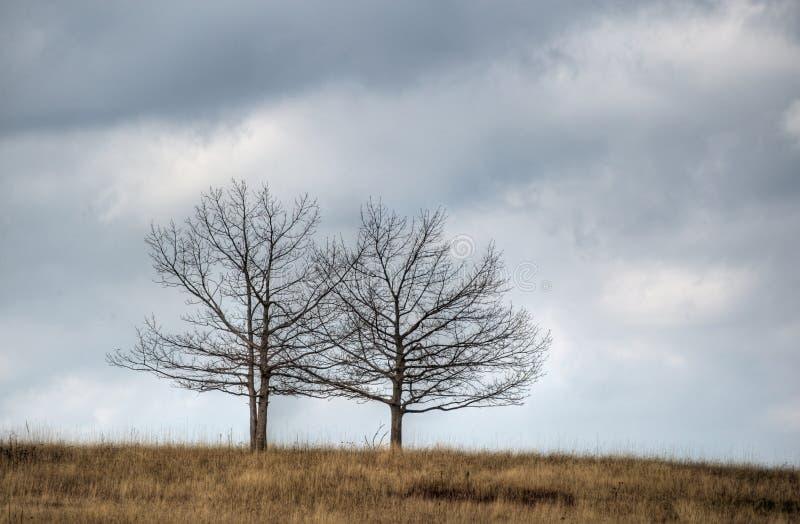 Two trees stock image. Image of fall, morning, beautiful - 12014203