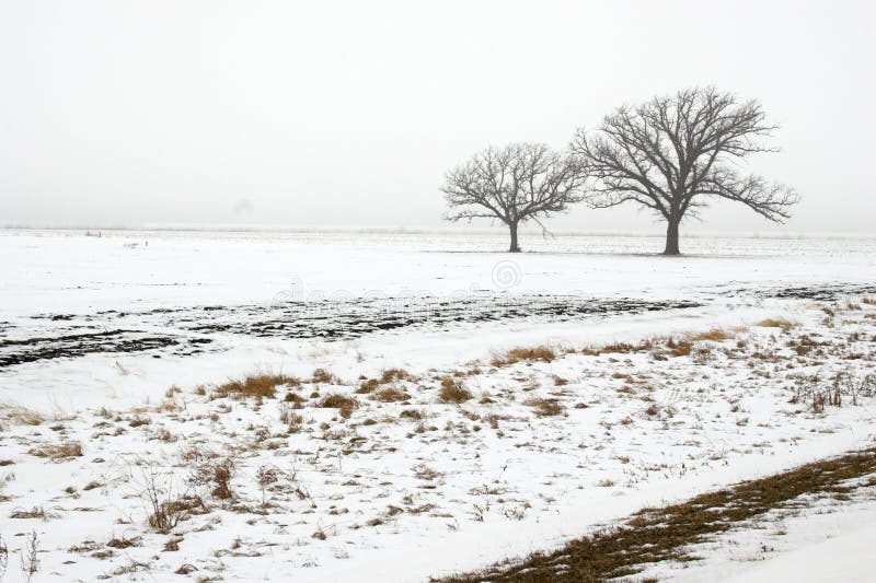 Two trees stock photo. Image of winter, beautiful, nature - 12045404