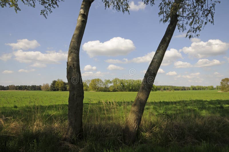 Two trees stock image. Image of field, spring, clouds - 12791341
