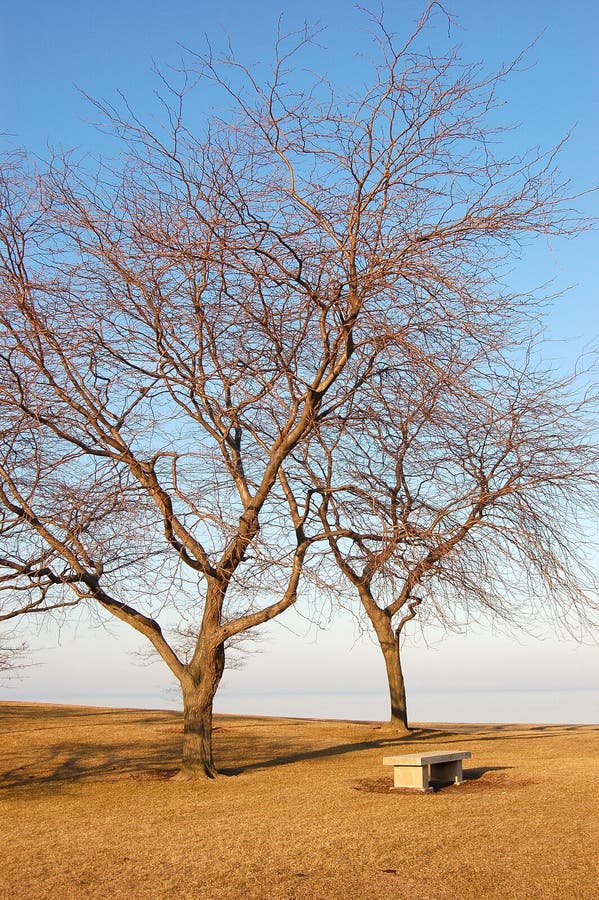 Two trees stock image. Image of bright, park, branch - 16898117