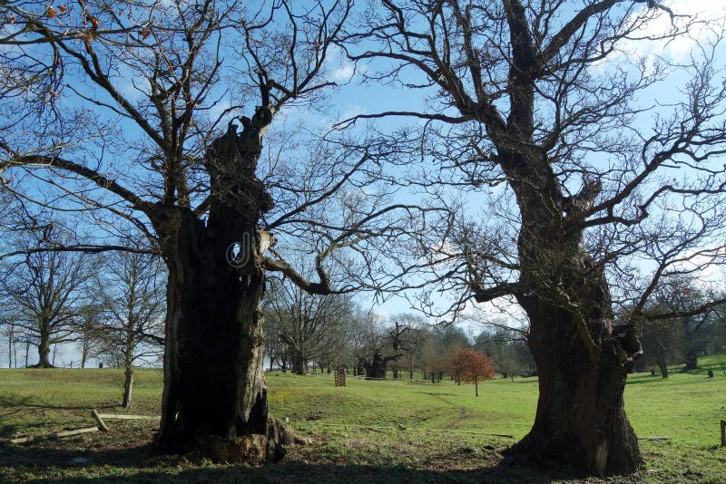 Between Two Trees stock photo. Image of field, grass - 174066218