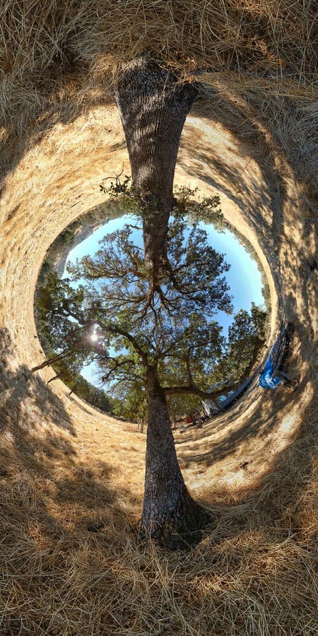 Two Trees stock photo. Image of field, vertical, nature - 17579148