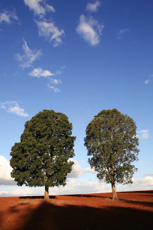 Two Trees stock image. Image of ploughed, sunny, meadow - 1969919