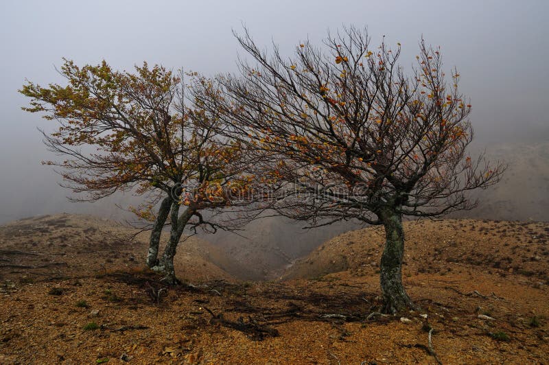 Two trees stock photo. Image of late, decay, yellow, trees - 23157912