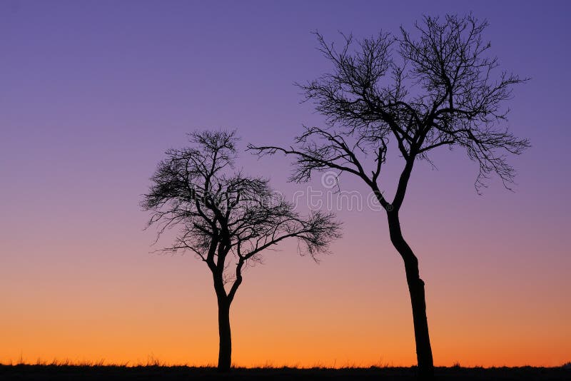 Two trees stock photo. Image of beautiful, orange, trees - 23208052