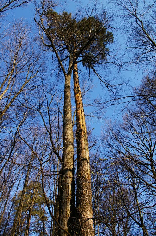 Two Trees Picture. Image: 2511919