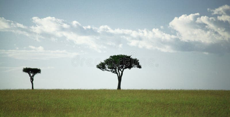 Two trees stock image. Image of horizon, masai, idyllic - 2567517