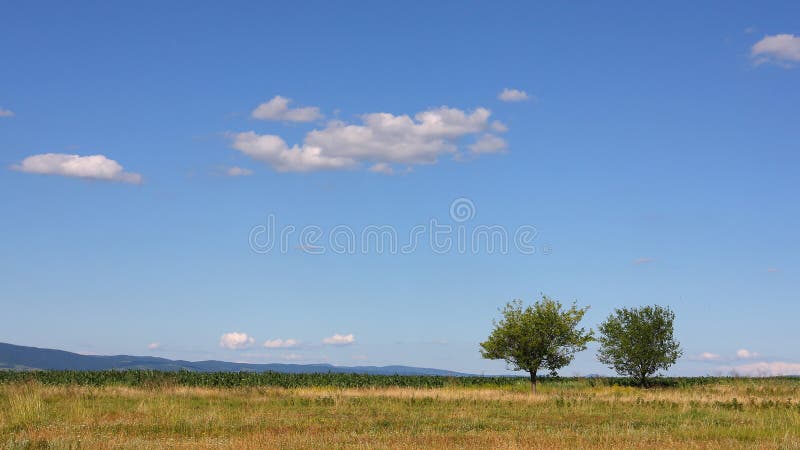 Two trees stock image. Image of trees, field, grass, green - 26467269