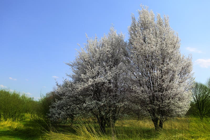 Two Trees stock image. Image of colorful, leaf, environment - 28219907