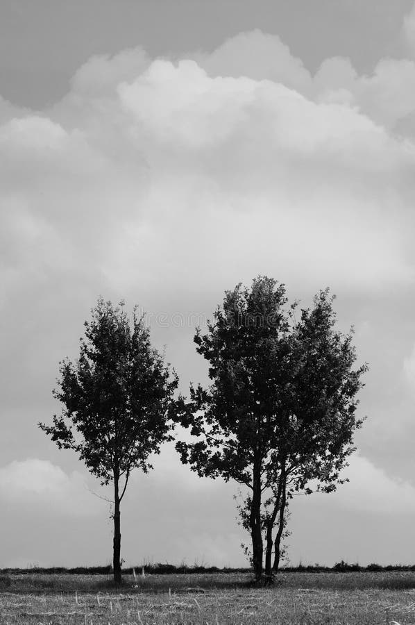 Two trees stock photo. Image of cloudscape, colorful, forest - 6292922