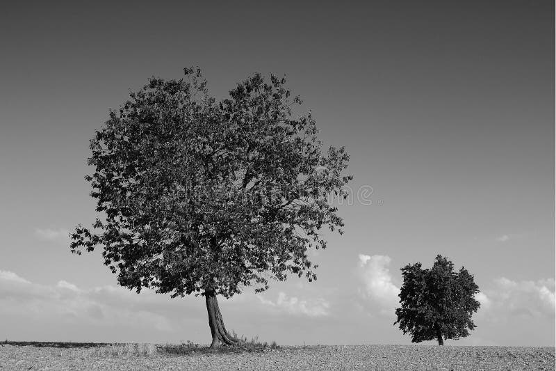 Two trees stock image. Image of tree, white, wood, country - 5127145