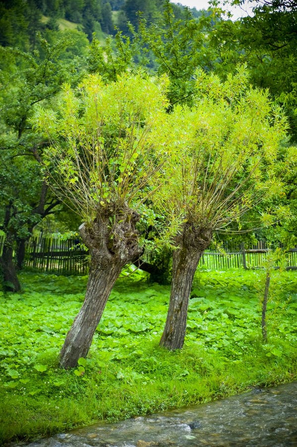 Trees stock image. Image of trees, autumn, fresh, forest - 26416807