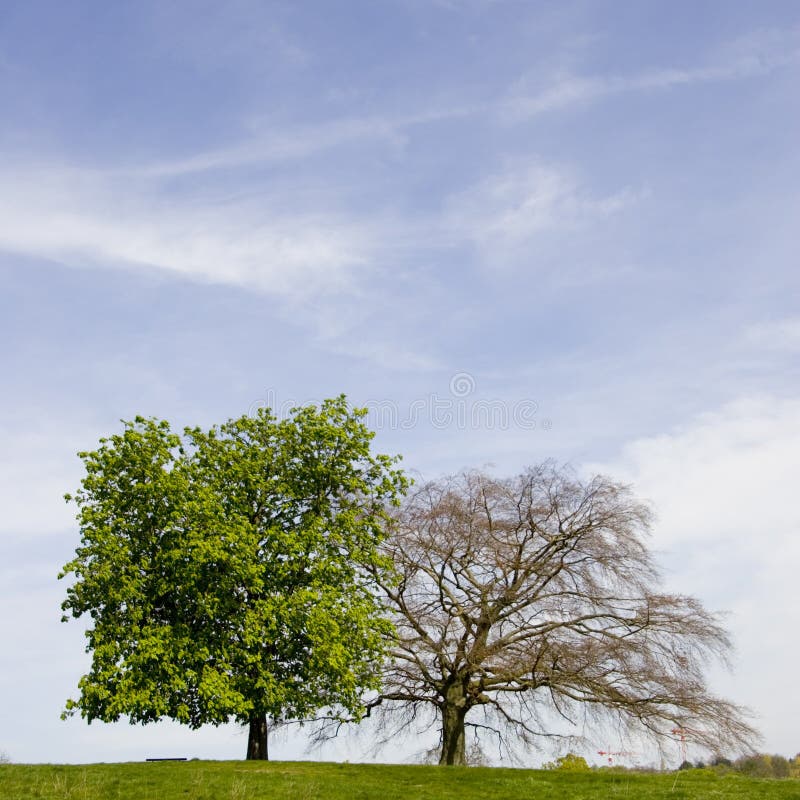 Two Trees stock photo. Image of crowd, blue, vitality - 6258896