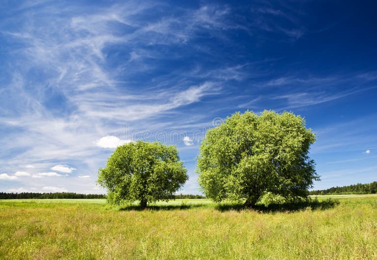 Two trees stock photo. Image of cloudscape, colorful, forest - 6292922