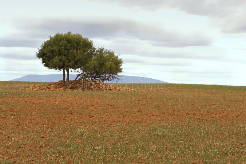 Two trees stock photo. Image of beauty, fertile, shoots - 6480090