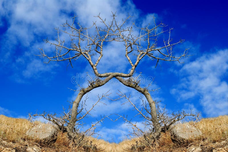 Two trees stock image. Image of drought, winded, stone - 7395847