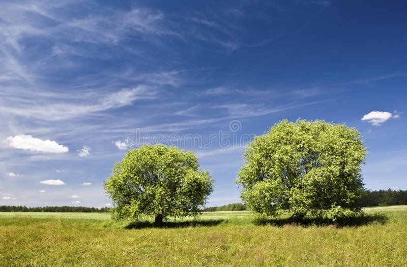 Two oak trees stock image. Image of environment, branches - 5405101