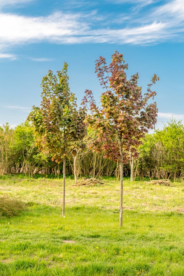 Two Trees of Acer Platanoides Deborah Stock Photo - Image of grassland ...