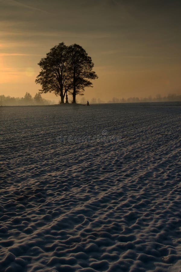 Two trees on the acre stock photo. Image of winter, trees - 4639142